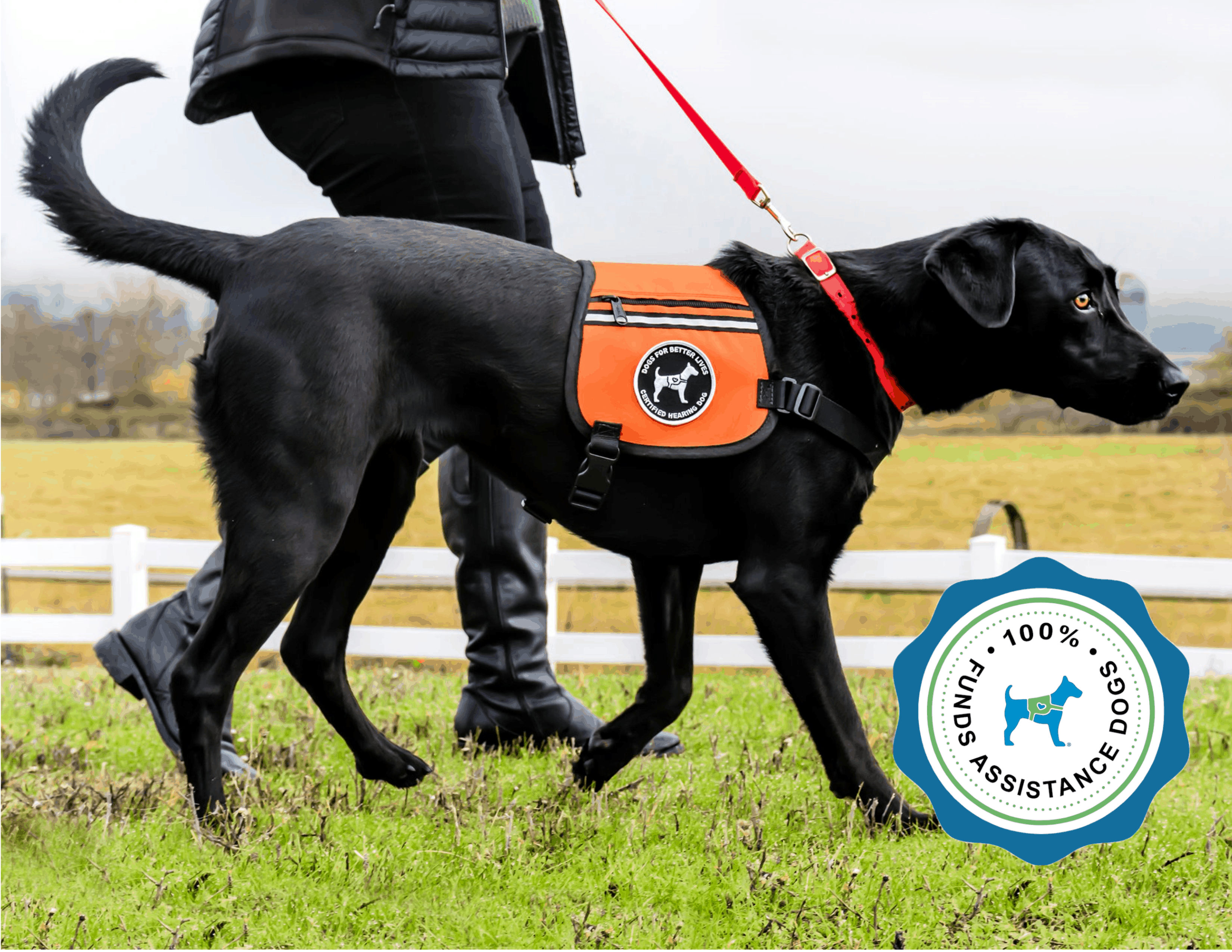 100% Of Donations Now Directed Towards Programmatic Services - Dogs For ...