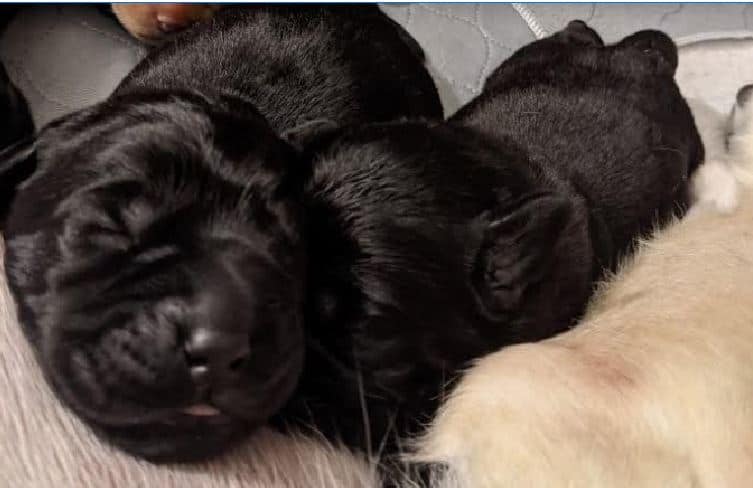 Help us name one of the C litter pups - Dogs For Better Lives