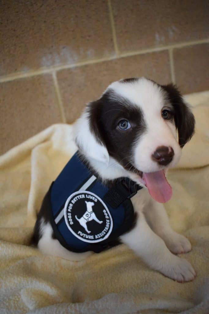 Join the Pack - Dogs for Better Lives