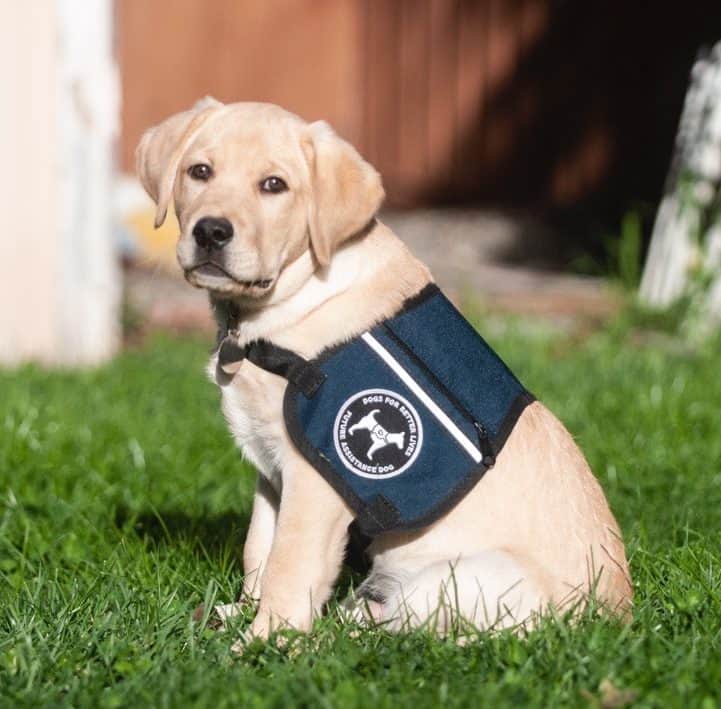 National Service Dog Month - Dogs For Better Lives