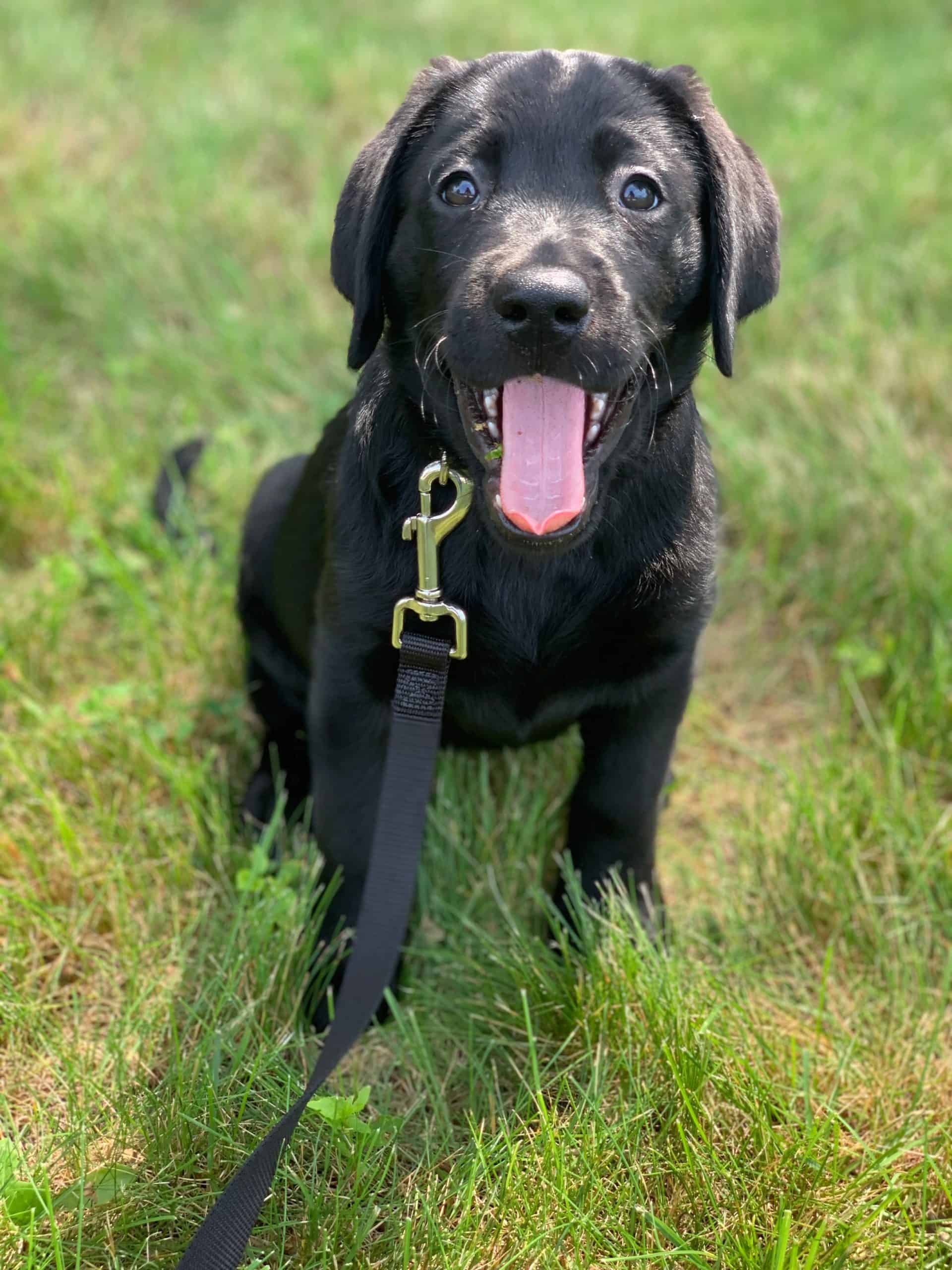 Puppy Raiser Program Hits National Milestone With Arrival of Frosty and ...