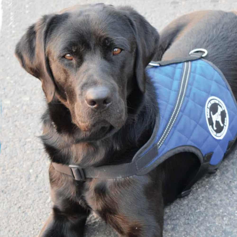 Autism Dogs | Dogs For Better Lives