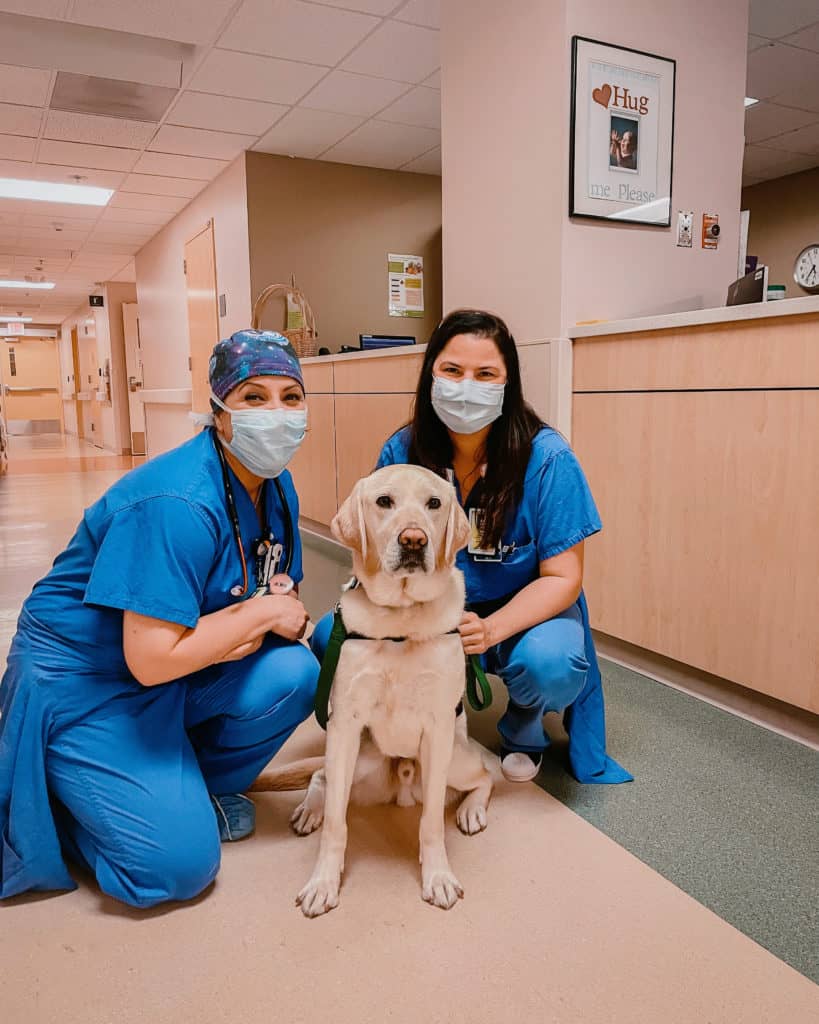 Facility Dog Filbert Making Days Brighter in Portland-area Hospitals ...