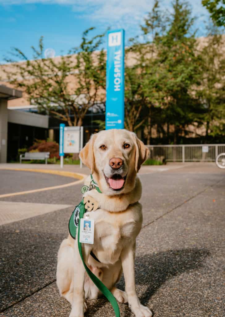 Facility Dog Filbert Making Days Brighter in Portland-area Hospitals ...