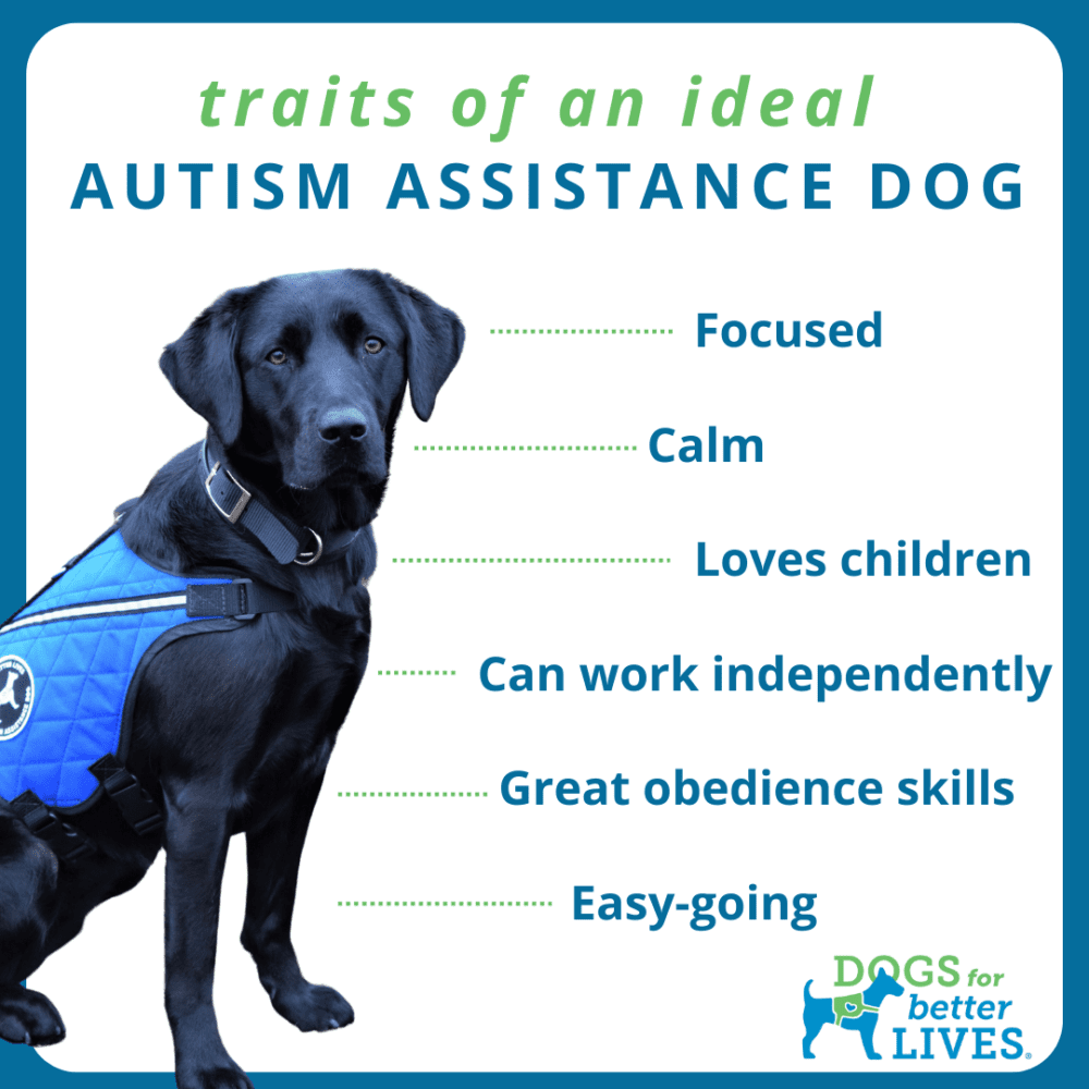 What Personality Traits Make a Great Service Dog? - Dogs For Better Lives