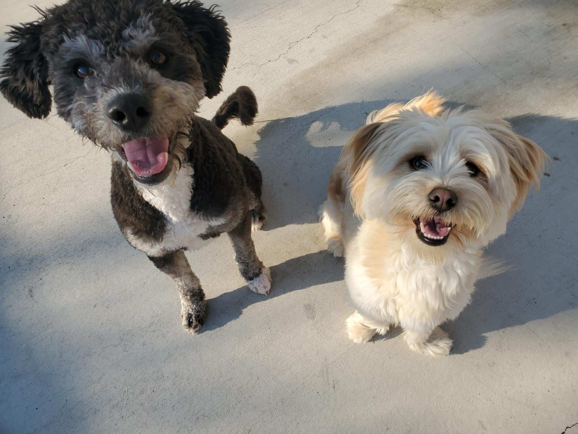 Rescuing Dogs, Changing Lives - Dogs For Better Lives