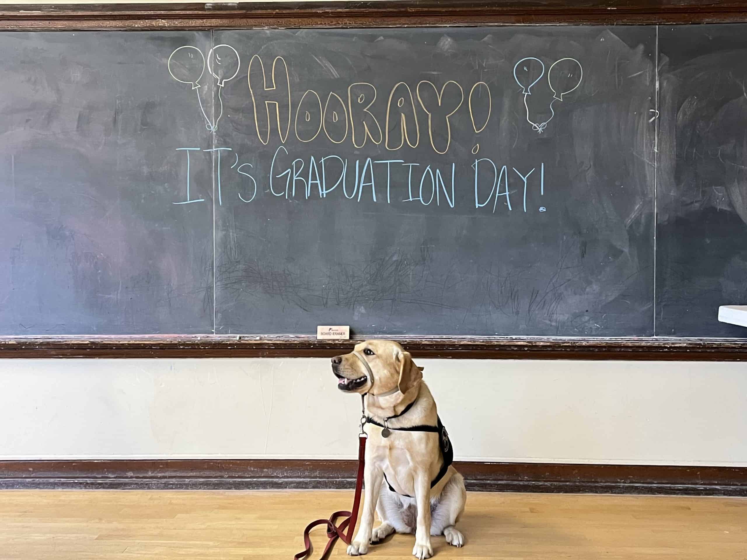 What Personality Traits Make a Great Service Dog? - Dogs For Better Lives