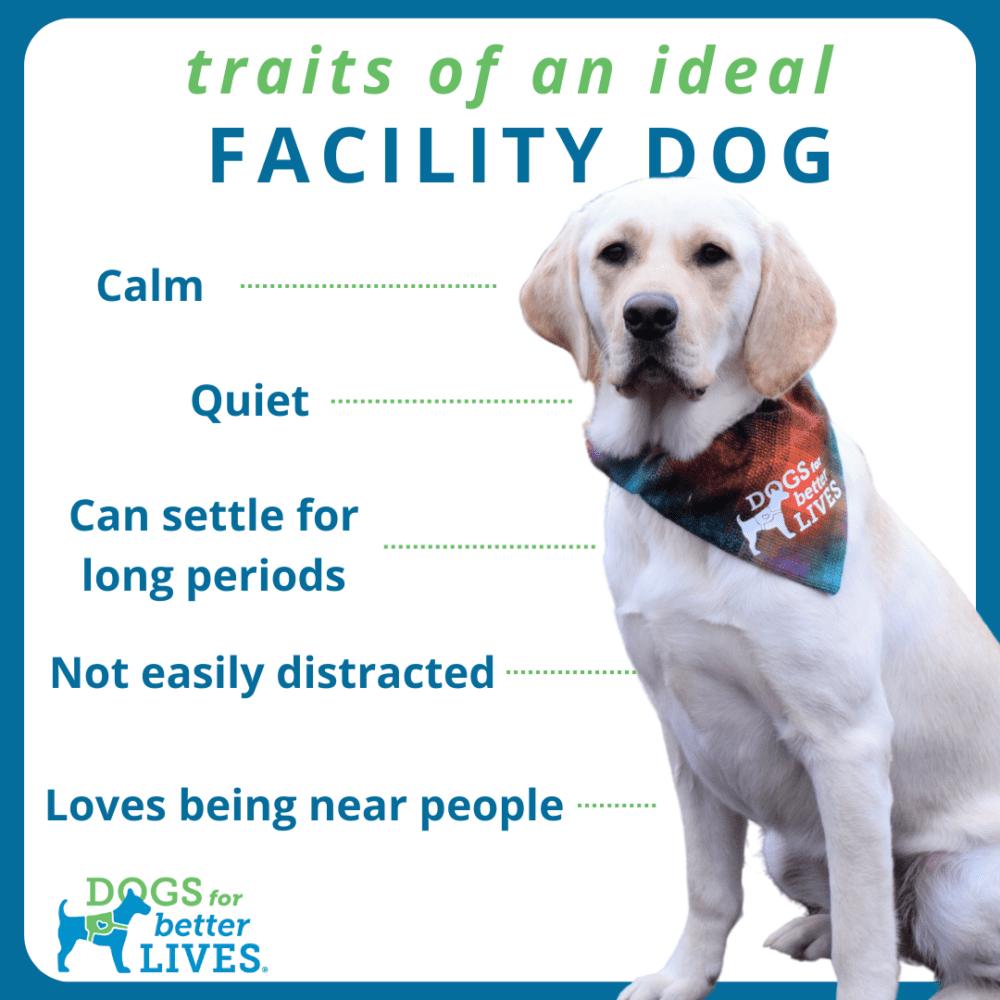 What Personality Traits Make a Great Service Dog? - Dogs For Better Lives