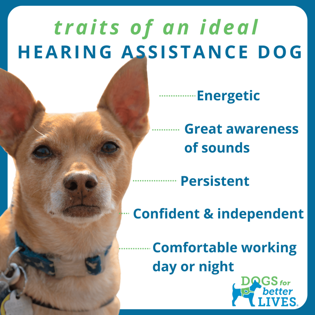 What Personality Traits Make a Great Service Dog? - Dogs For Better Lives