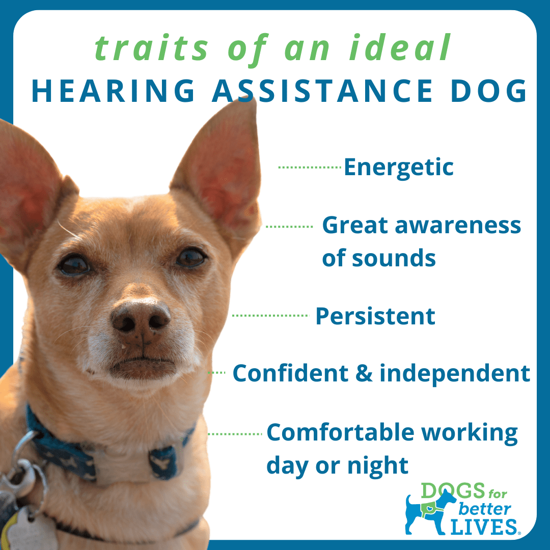 What Personality Traits Make a Great Service Dog? - Dogs For Better Lives