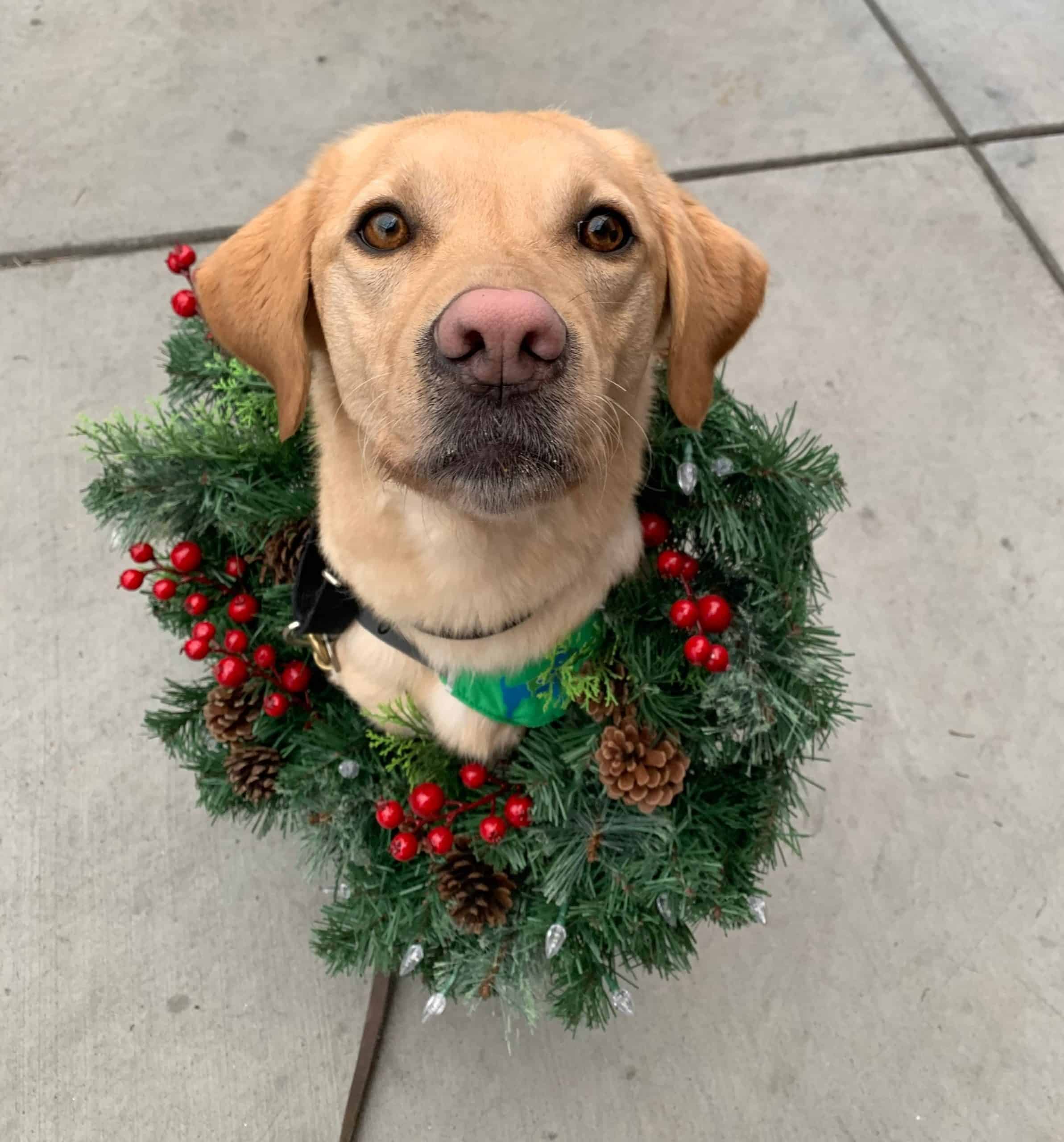 2022 Holiday Gift Guide for Dog Lovers - Dogs For Better Lives