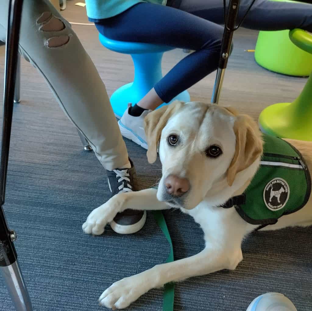 How Facility Dog Ruth changed my classroom - Dogs For Better Lives