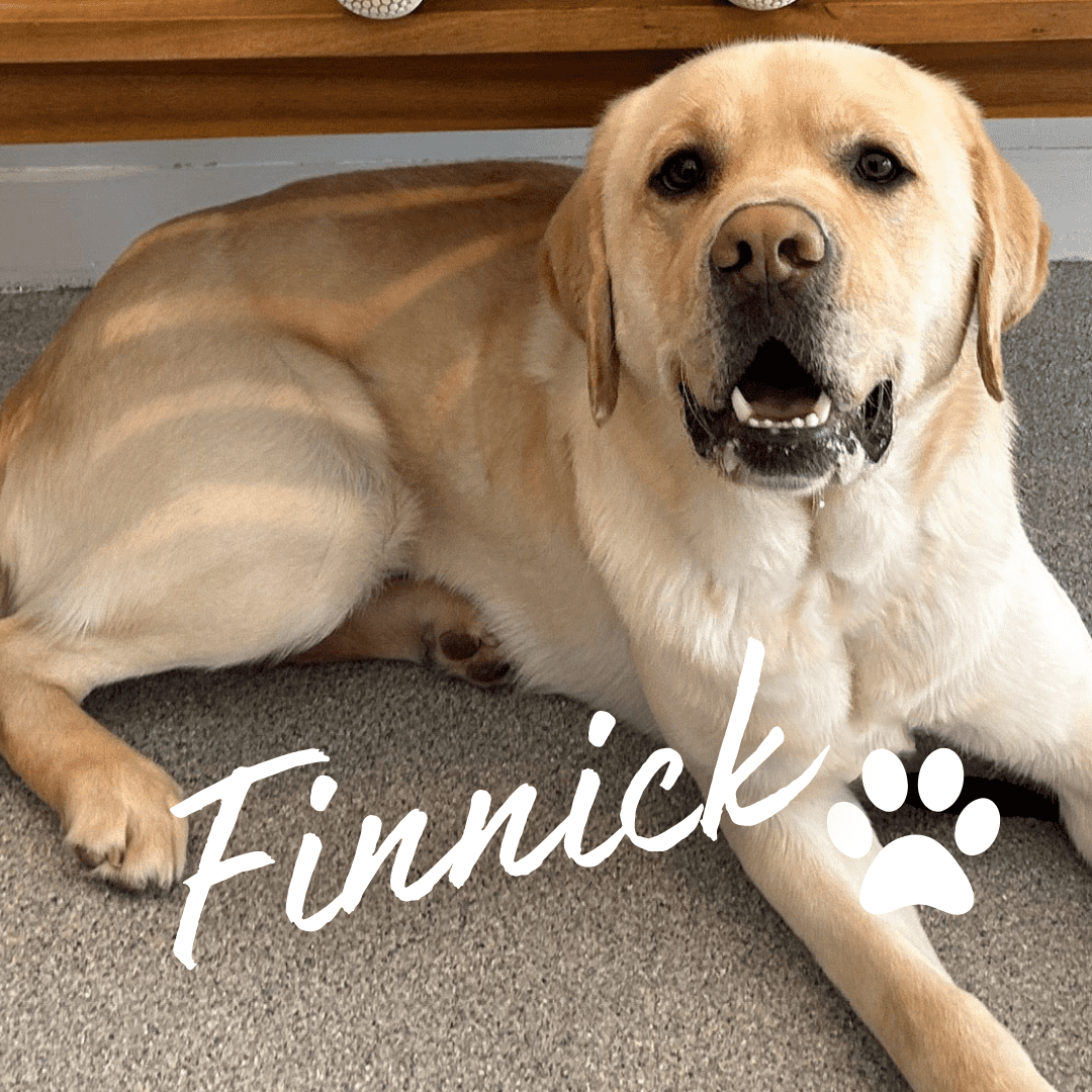 Celebrating Milestones: First Two Assistance Dogs Certified at ...