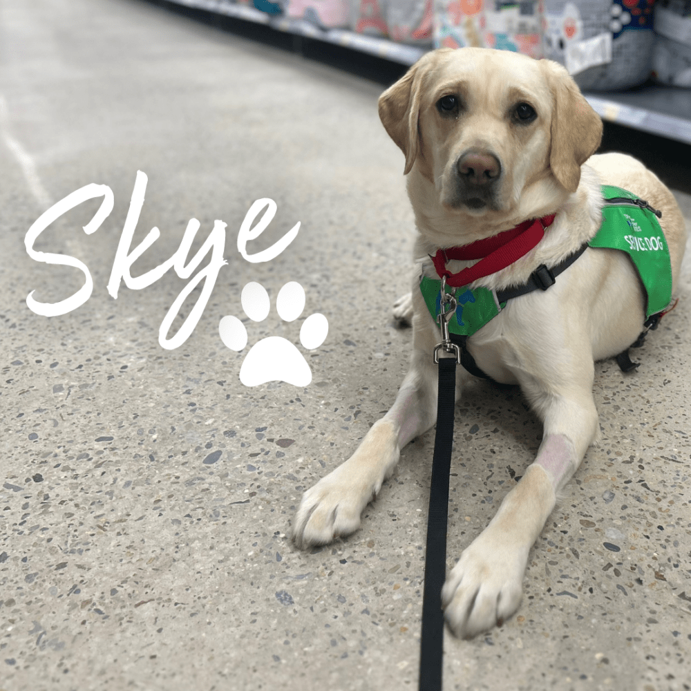 Celebrating Milestones: First Two Assistance Dogs Certified at ...