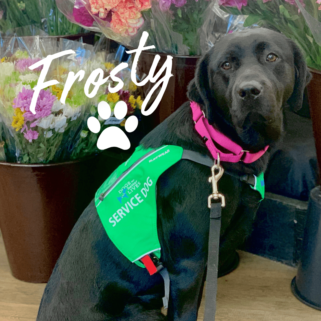 Celebrating Milestones: First Two Assistance Dogs Certified at ...