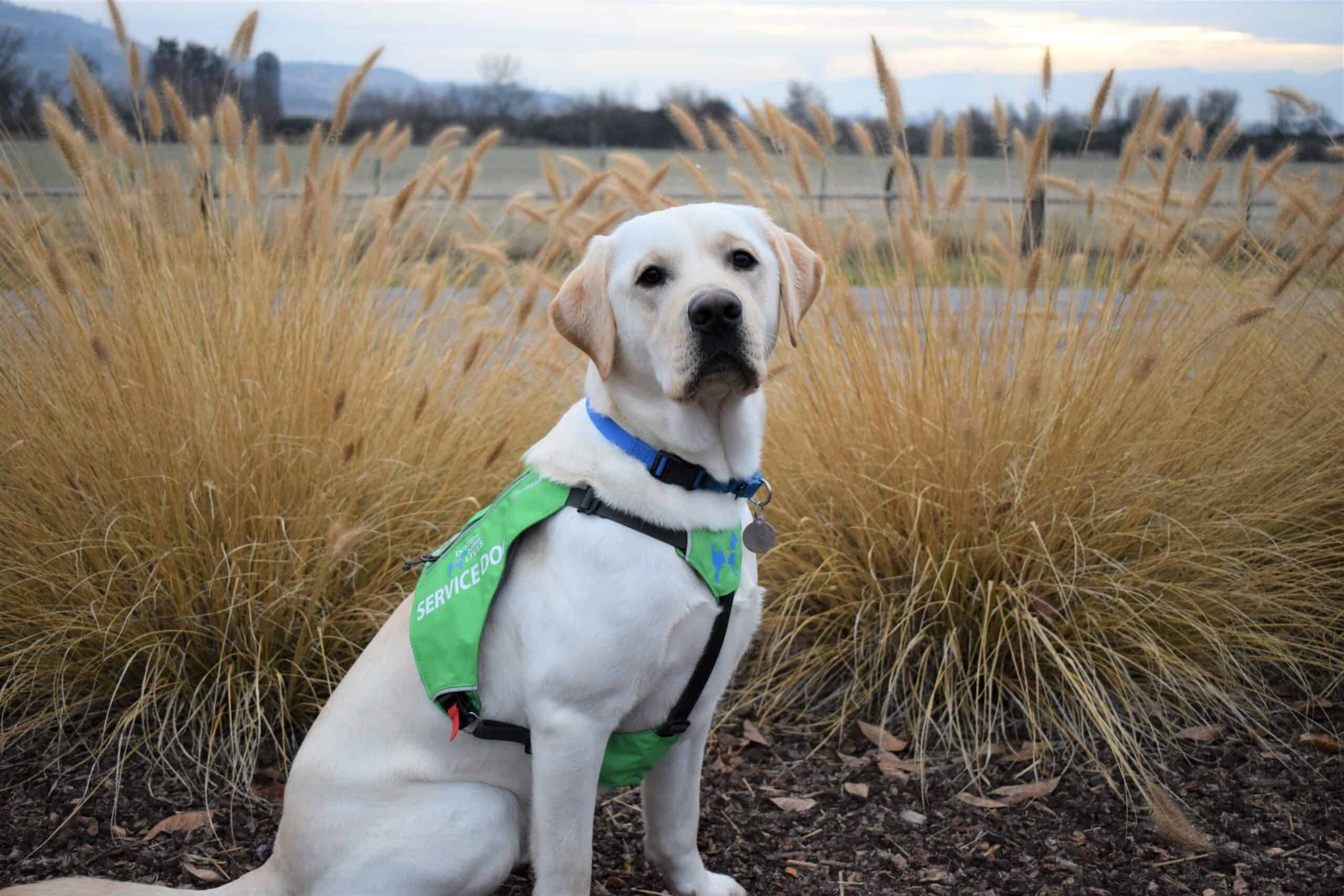 A year of growth: 2021-22 fiscal year highlights - Dogs For Better Lives