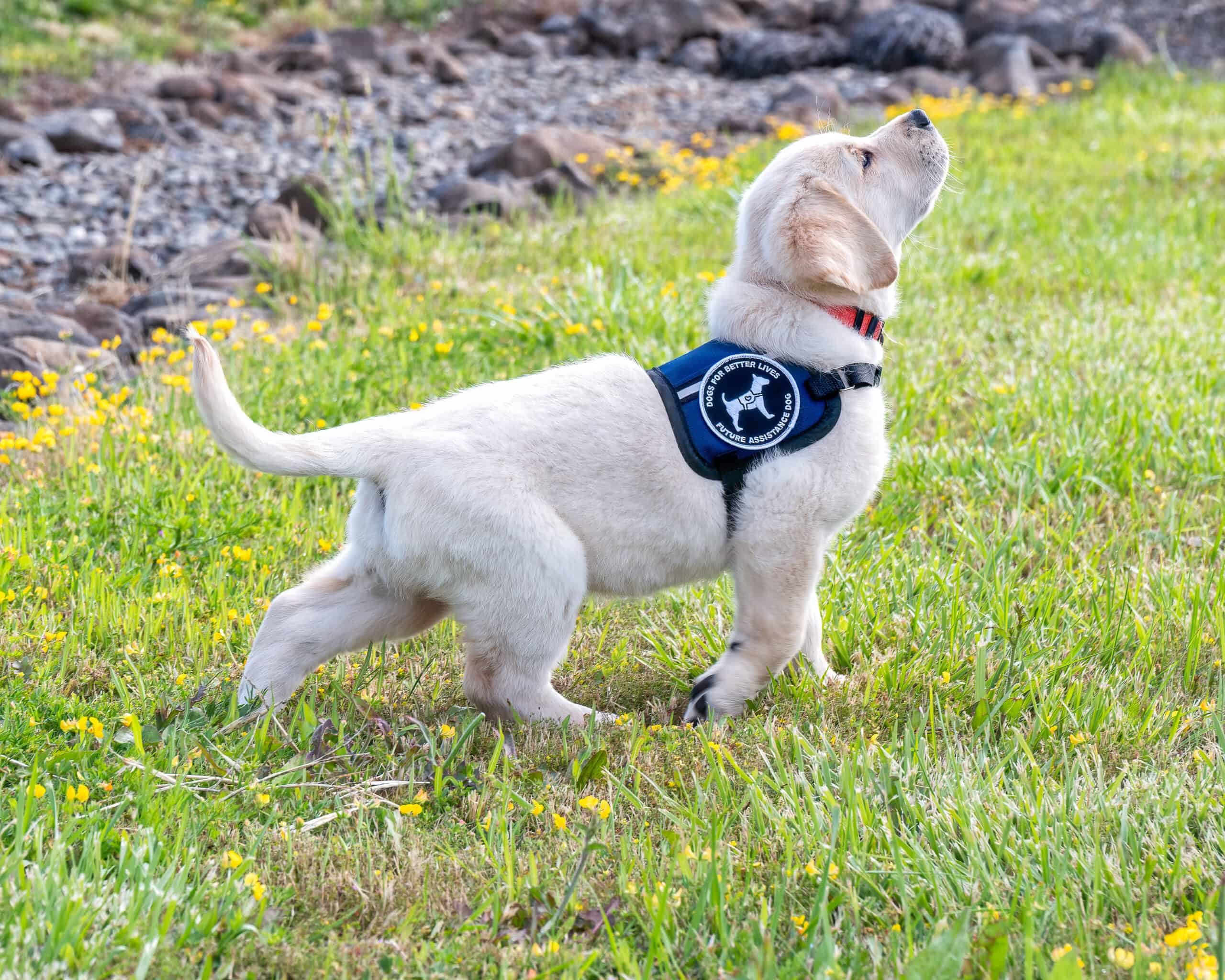 Dogs for Better Lives Places First Puppies in Prison Puppy Raising ...