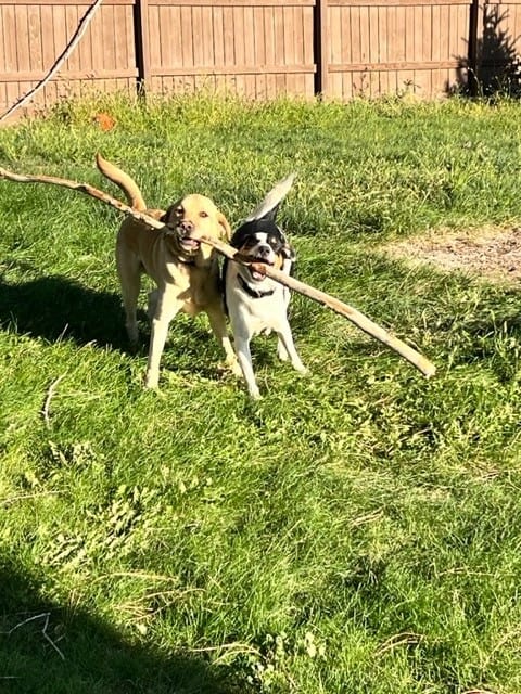 Archie the Facility Dog: A Pawsitive Influence on CWU's Campus ...