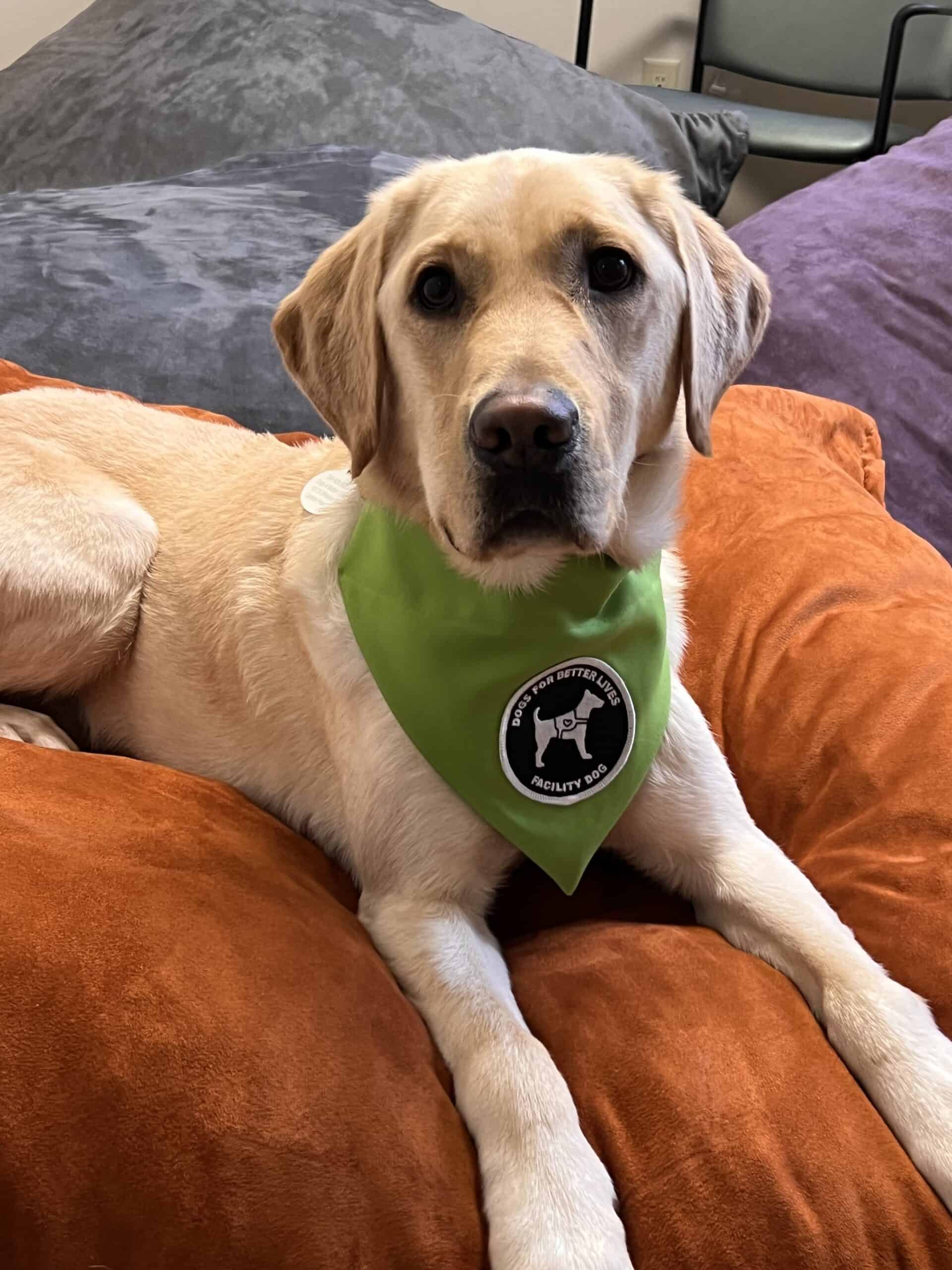 Facility Dog Kelly: Supporting Patients, Families and Staff at ...