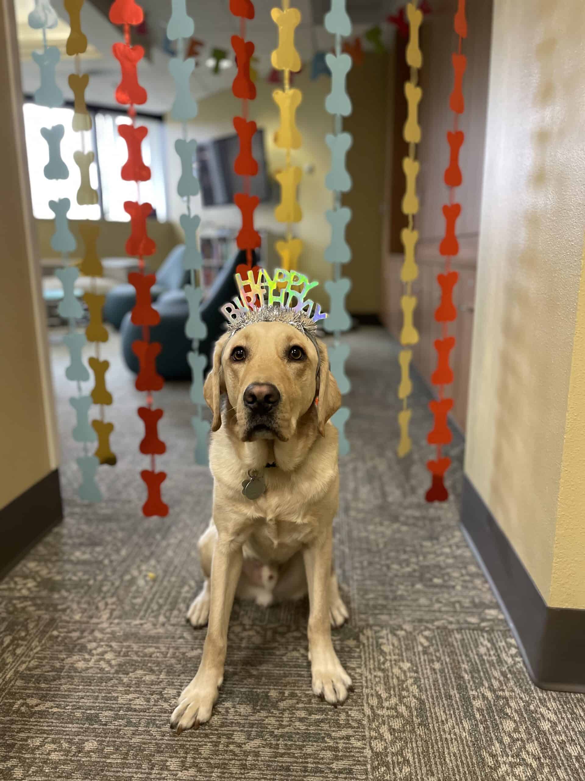 Facility Dog Kelly: Supporting Patients, Families and Staff at ...