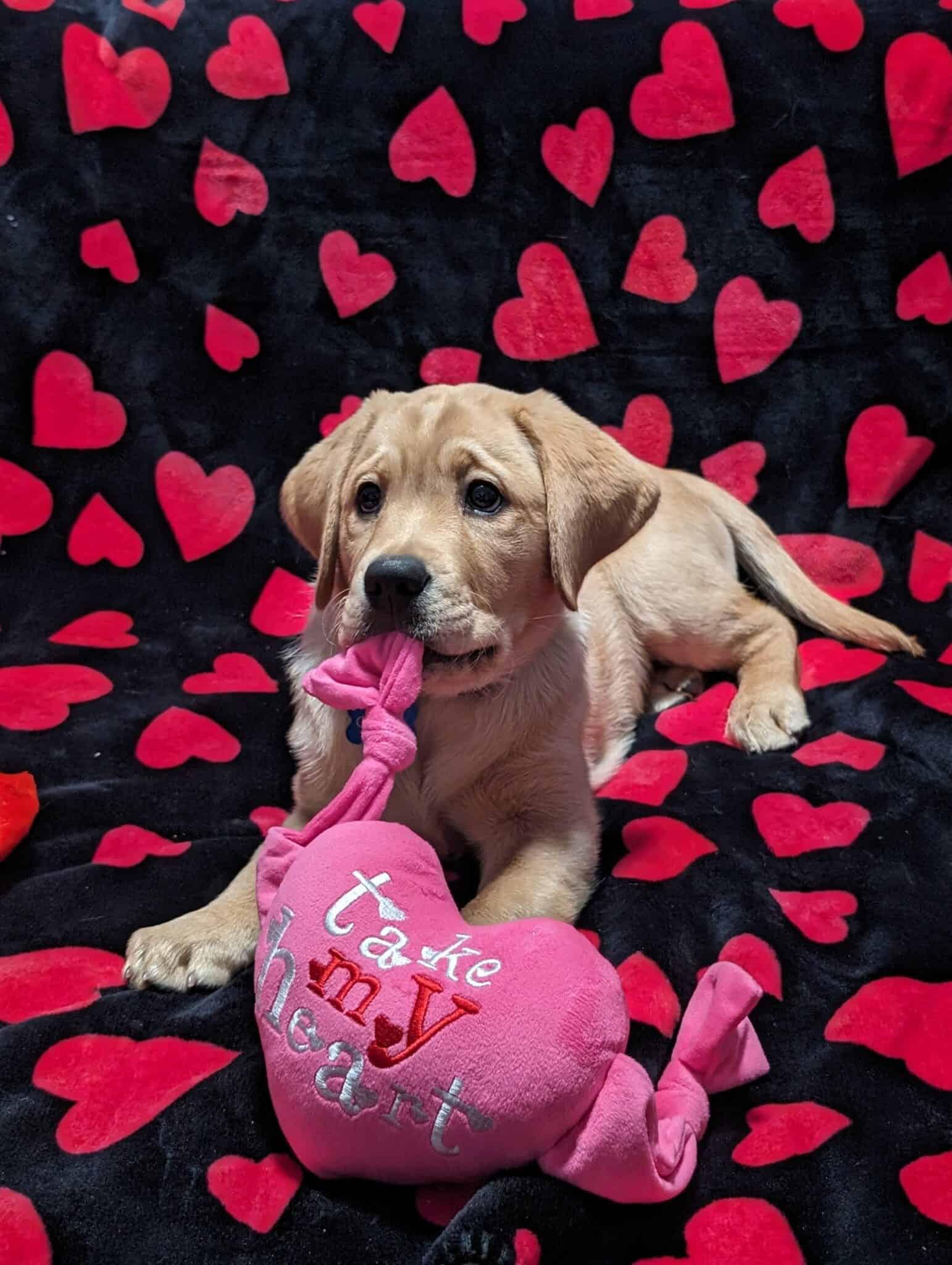 Social Media Toolkit - Puppy Raisers - Dogs For Better Lives
