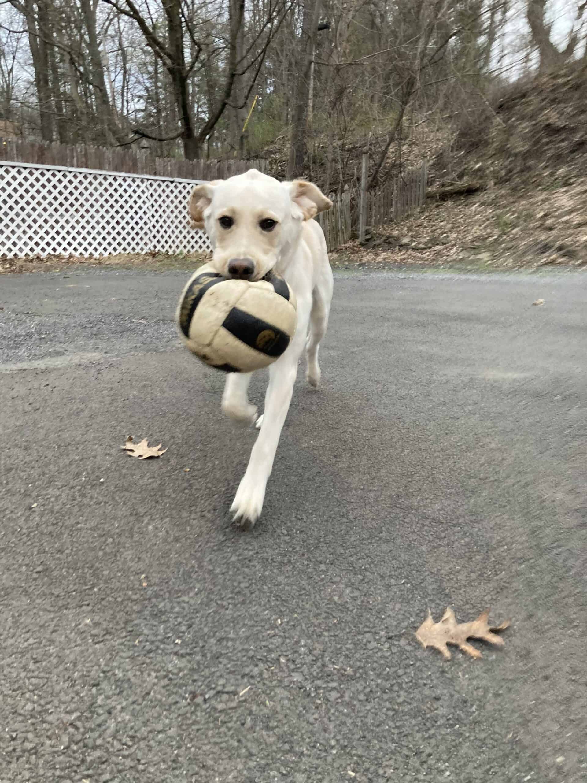 Mighty - Dogs For Better Lives