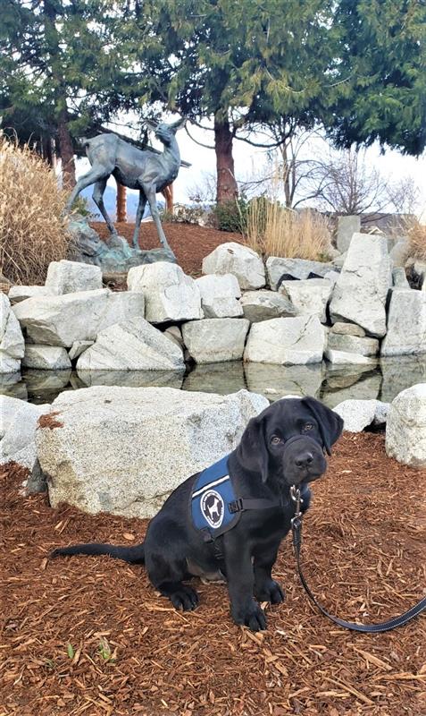 Hearing Dog Chowder Brings Independence, Laughter, and Confidence to ...