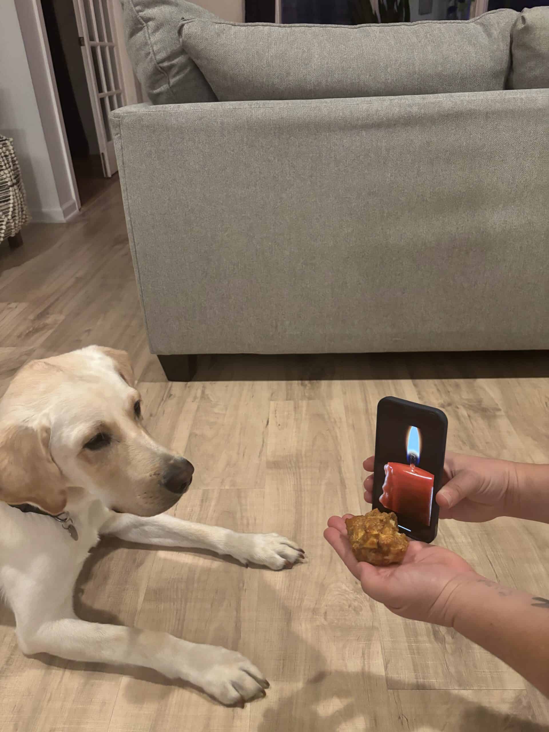 Mighty - Dogs For Better Lives