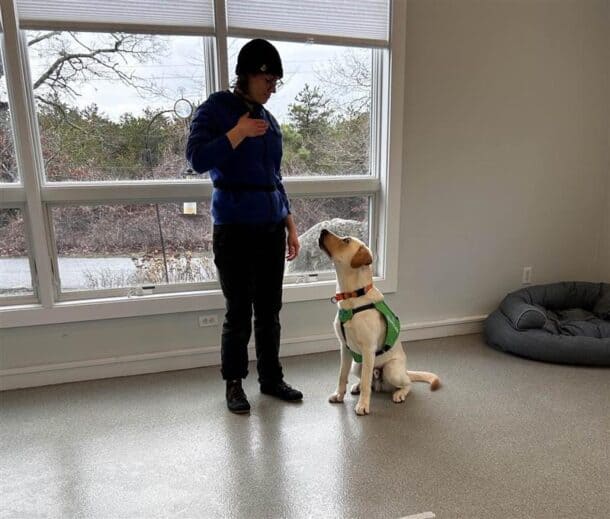 Mighty - Dogs For Better Lives