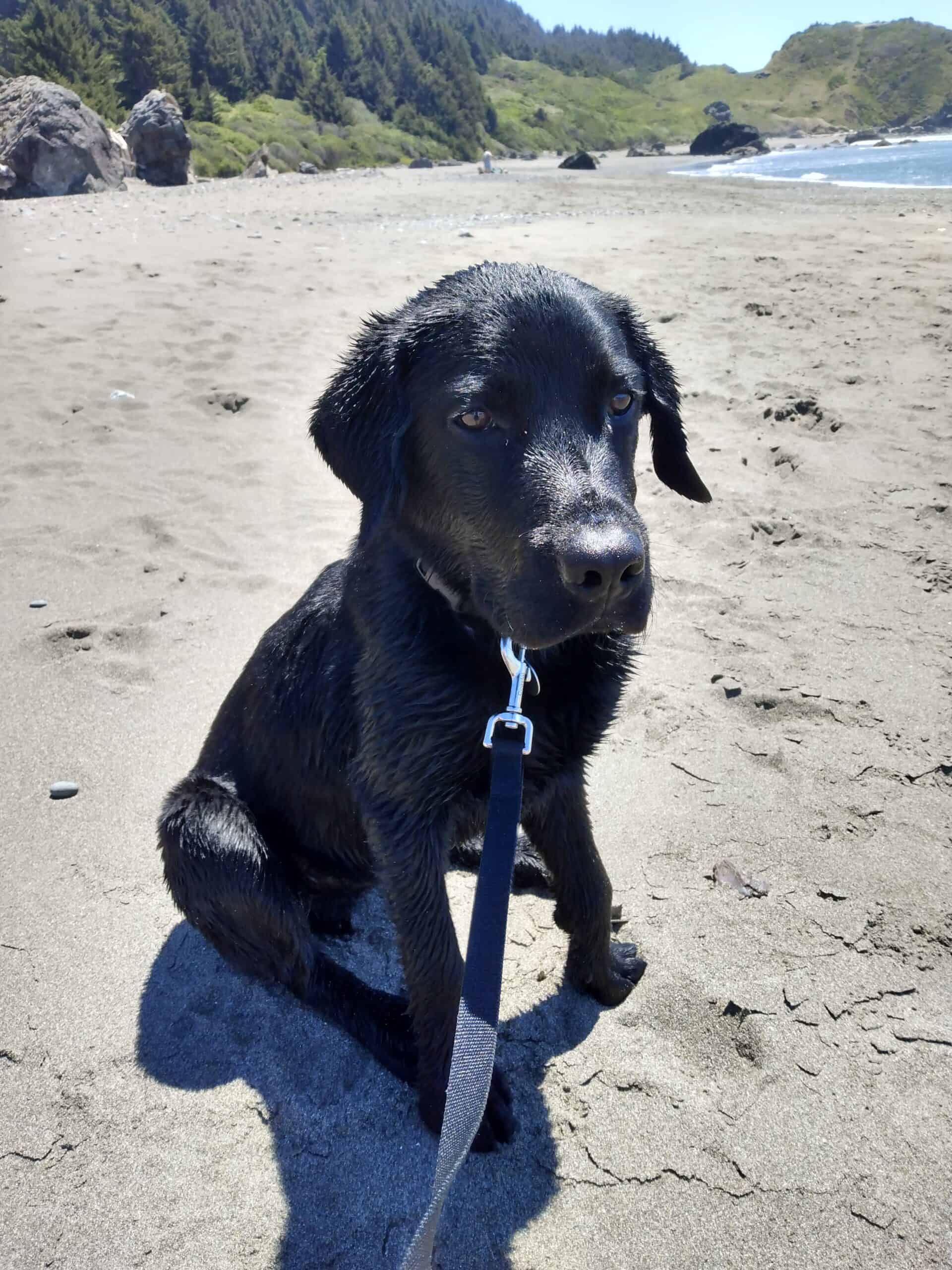 Puppy Raiser Spotlight: Jenna and Rocky - Dogs For Better Lives