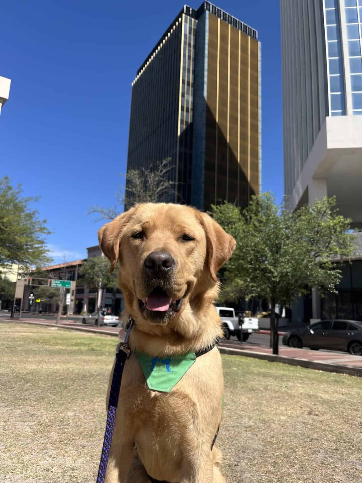 Facility Courthouse Dog Jacob’s Gentle Strength: Six Months of Healing ...