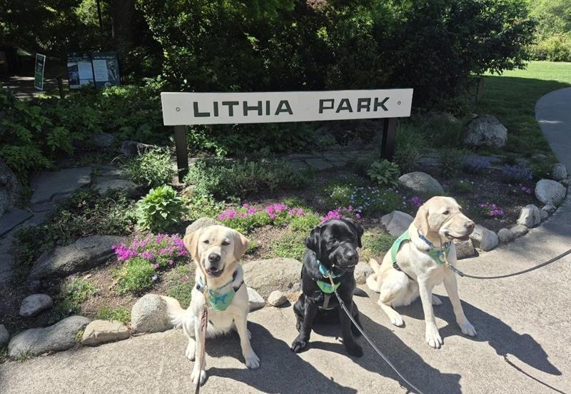 Seven Types of Assistance Dogs You Should Know - Dogs For Better Lives